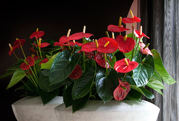 Turenza | Perfect Red